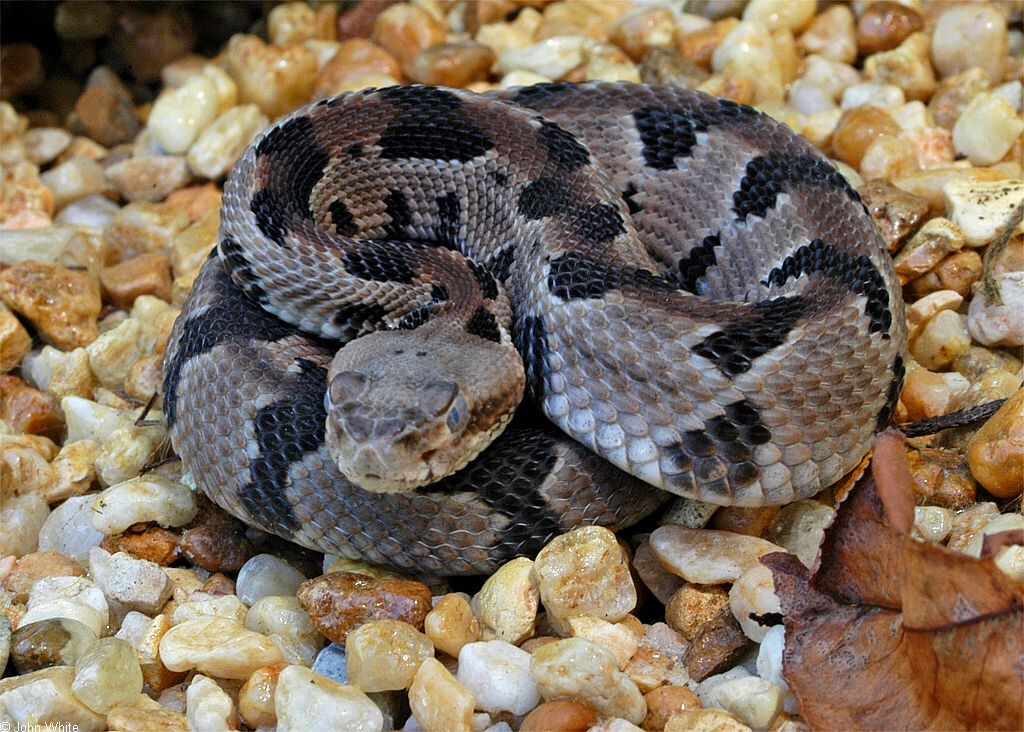 Eastern Timber Rattlesnake